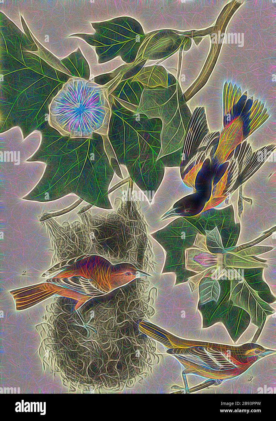 Drawings of the baltimore oriole hi-res stock photography and images ...