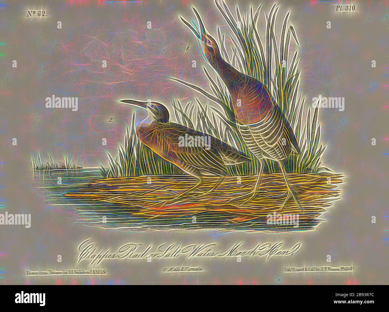 Rallus crepitans salt water marsh hen hi-res stock photography and ...