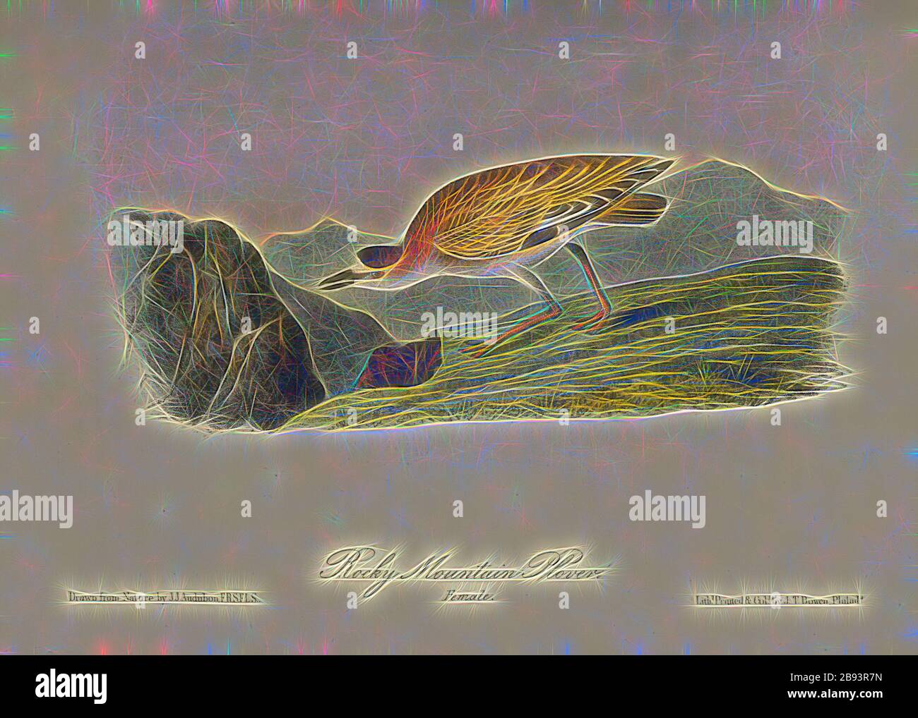 Rocky Mountain Plover, Gray Ringed Plover (Charadrius montanus), Signed ...
