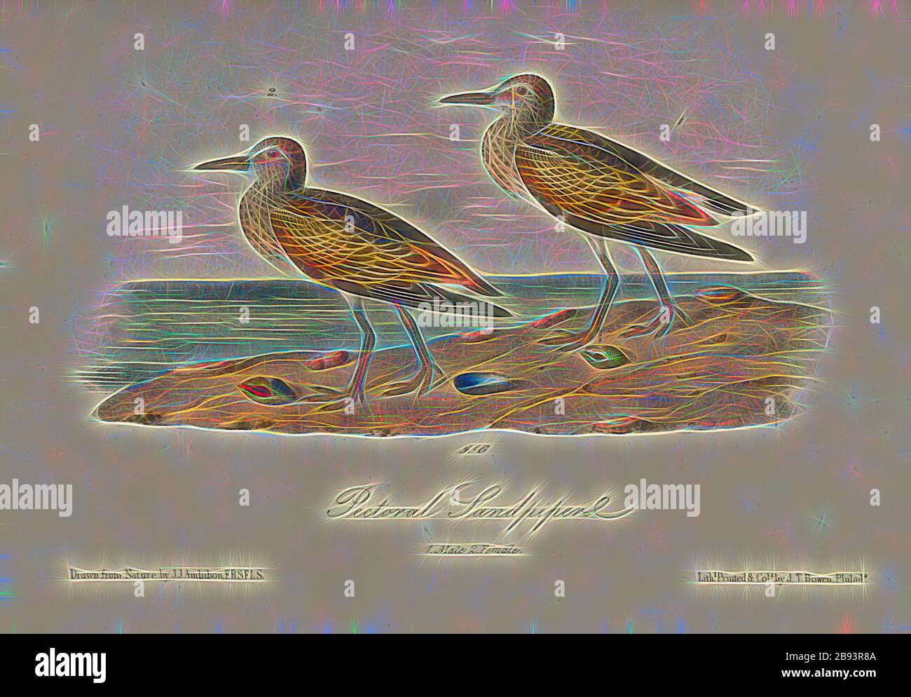 Gray breasted sandpiper hi-res stock photography and images - Alamy