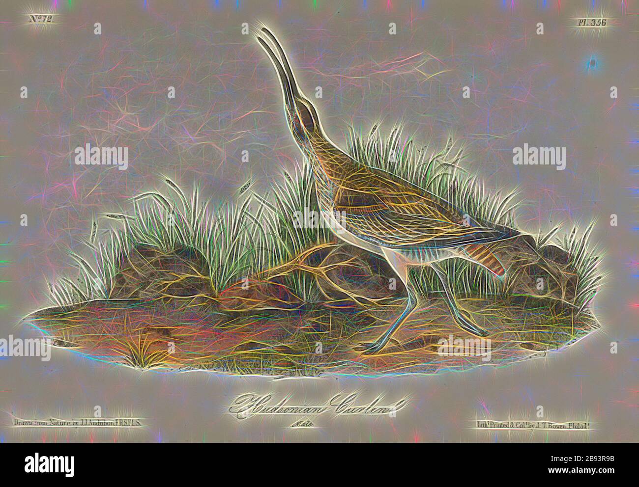 Numenius phaeopus hudsonicus hi-res stock photography and images - Alamy