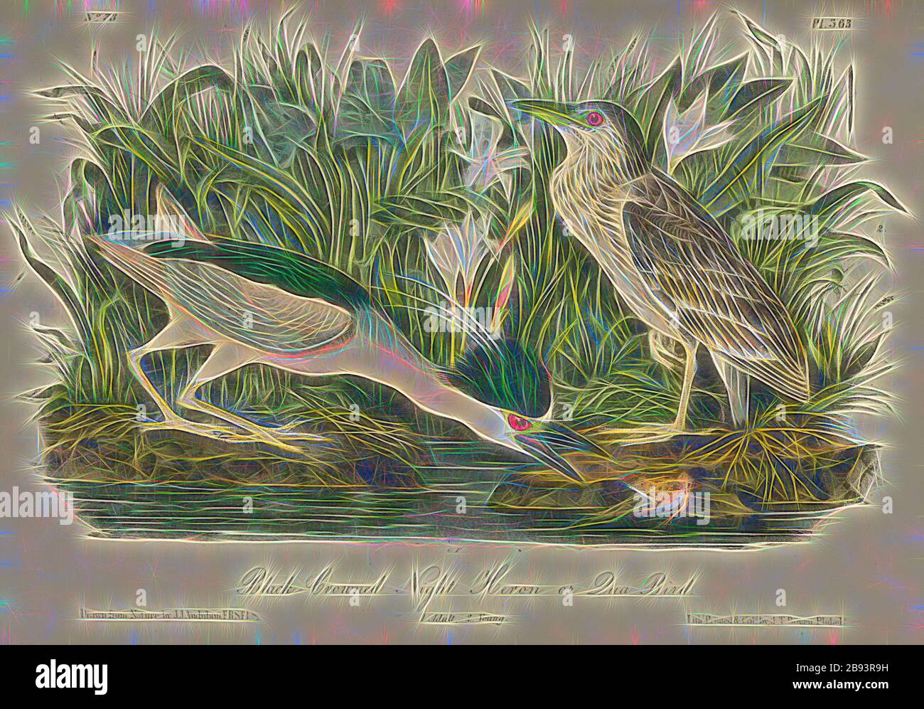 Qua bird hi-res stock photography and images - Alamy