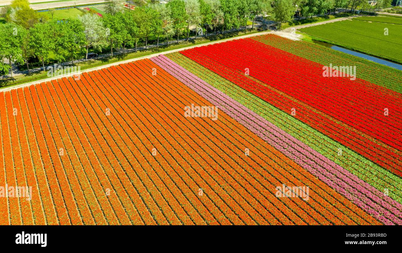 Aerial view of tulip fields in springtime, Holland, the Netherlands ...