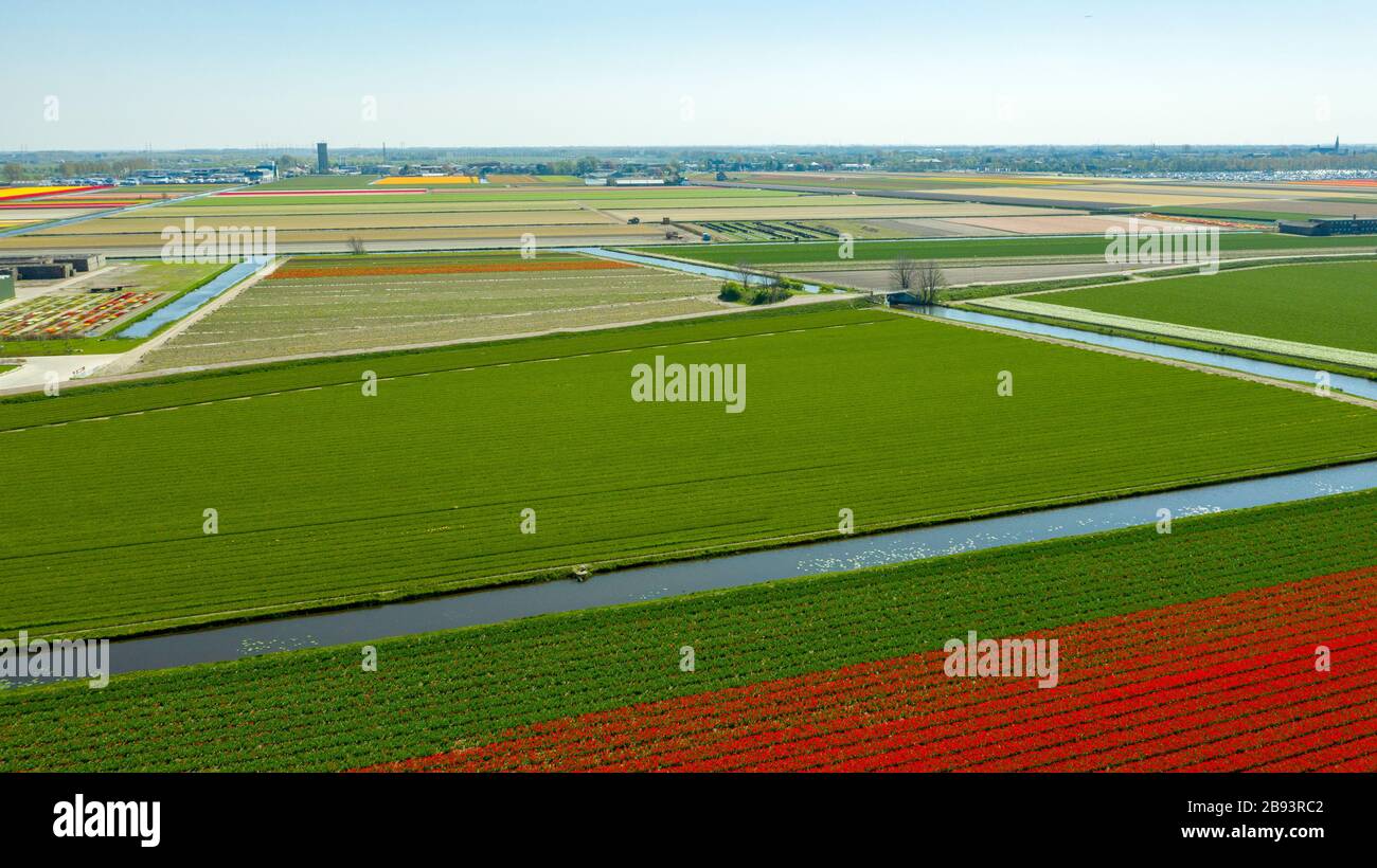 Aerial view of tulip fields in springtime, Holland, the Netherlands ...