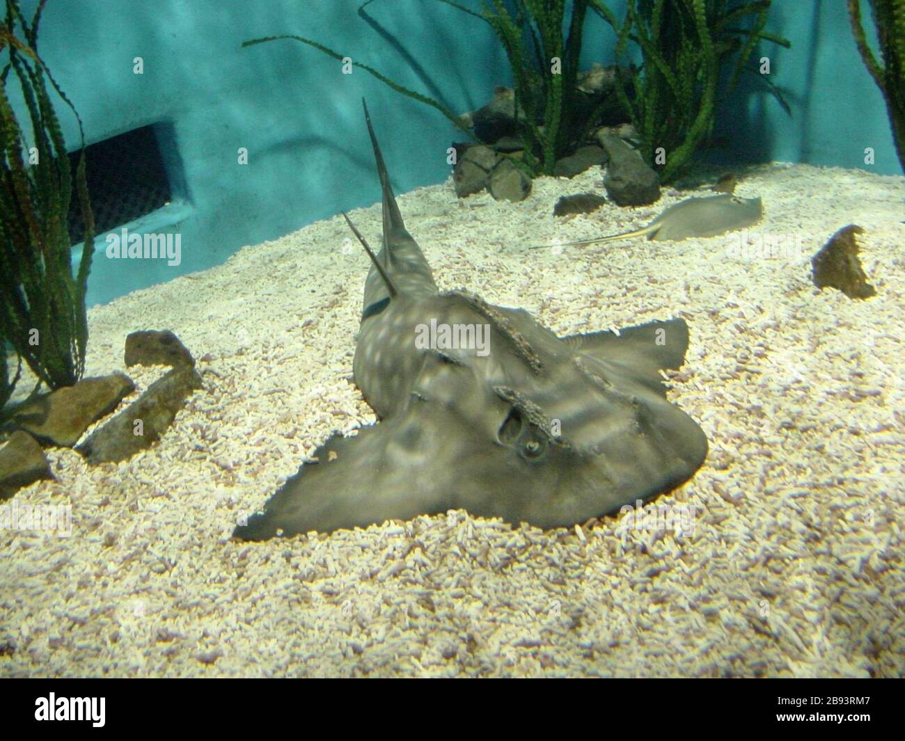 Rhina ancylostoma hi-res stock photography and images - Alamy