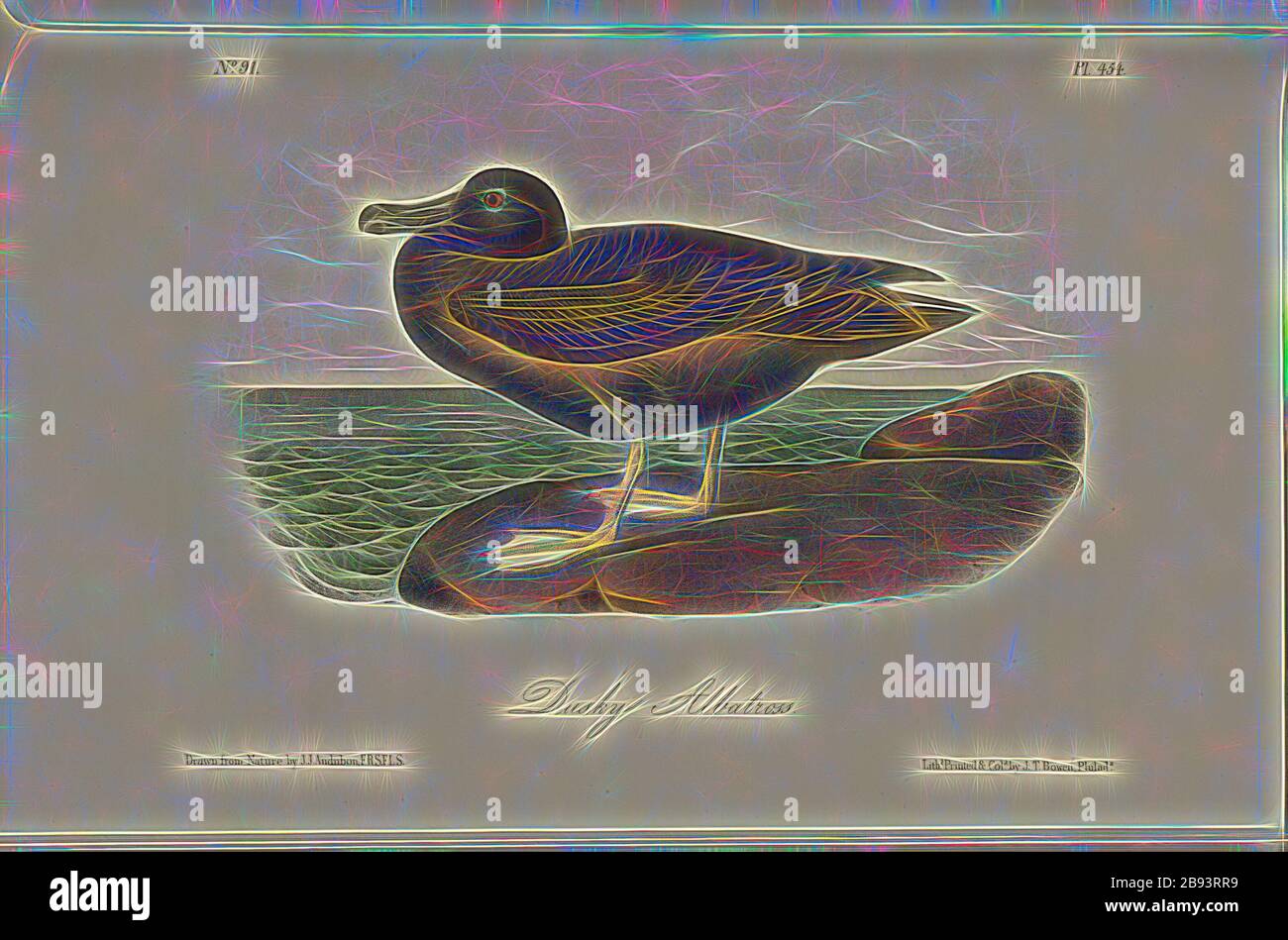 Dusky albatross hi-res stock photography and images - Alamy