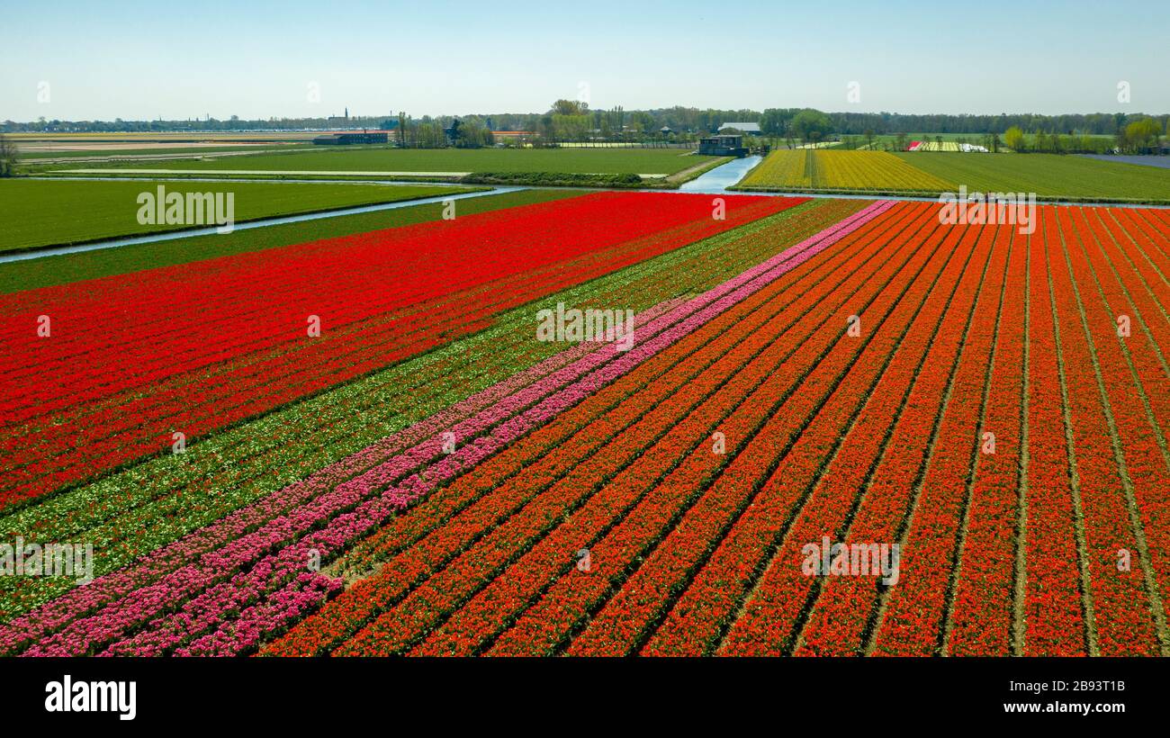 Aerial view of tulip fields in springtime, Holland, the Netherlands ...