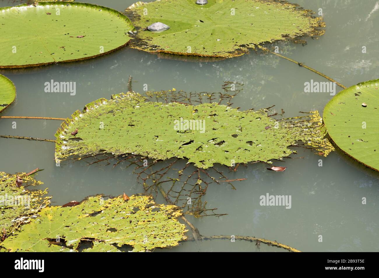 Mauritius duck hi-res stock photography and images - Alamy