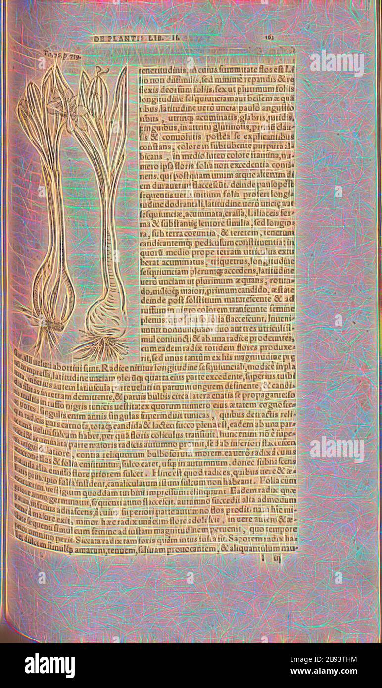 Colchlei, Illustration of a plant called Colchlei from the 16th century ...