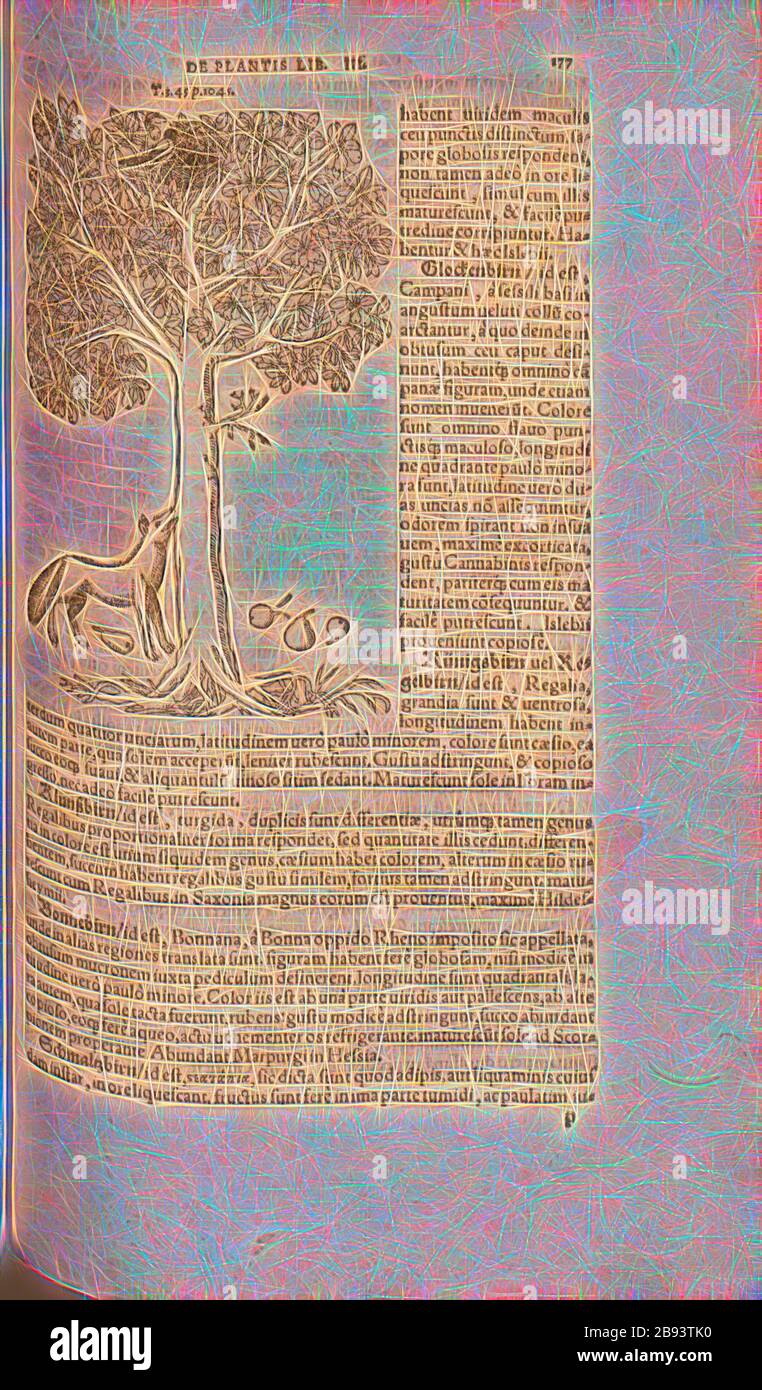 Pirus, Illustration of a pear tree from the 16th century, Fig. 168, p ...