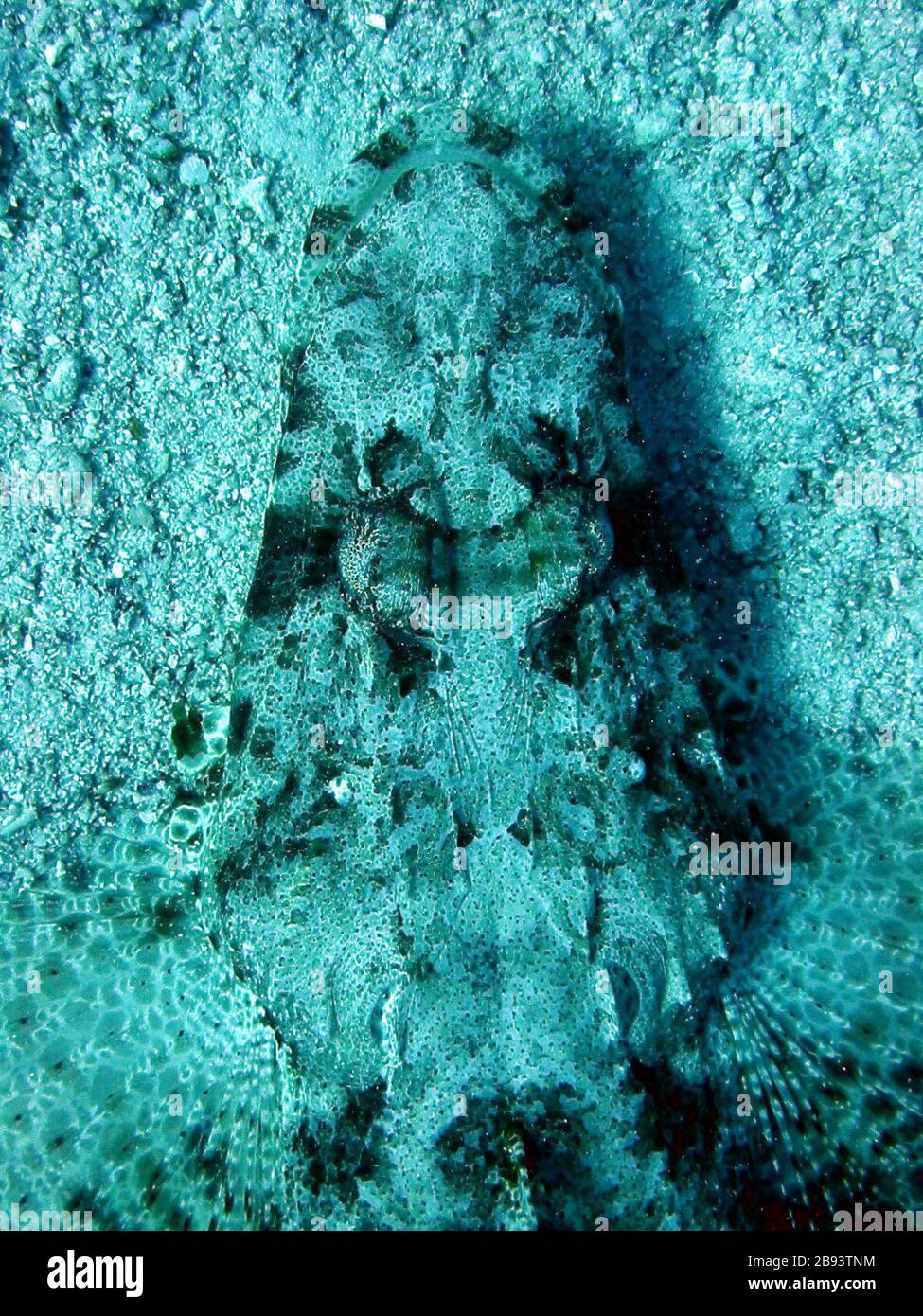 Longiceps hi-res stock photography and images - Alamy