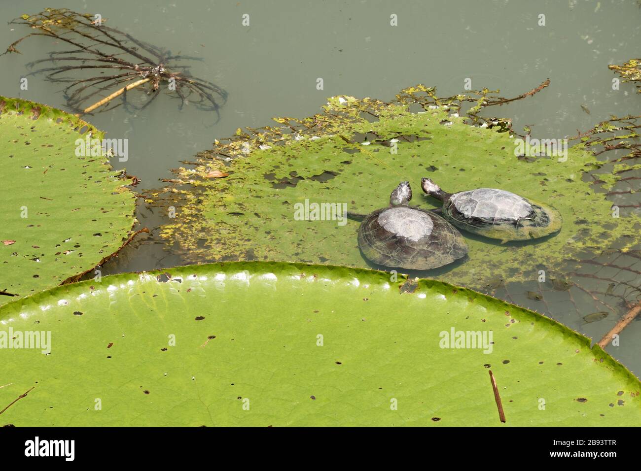 Amazon rainforest turtles hi-res stock photography and images - Alamy