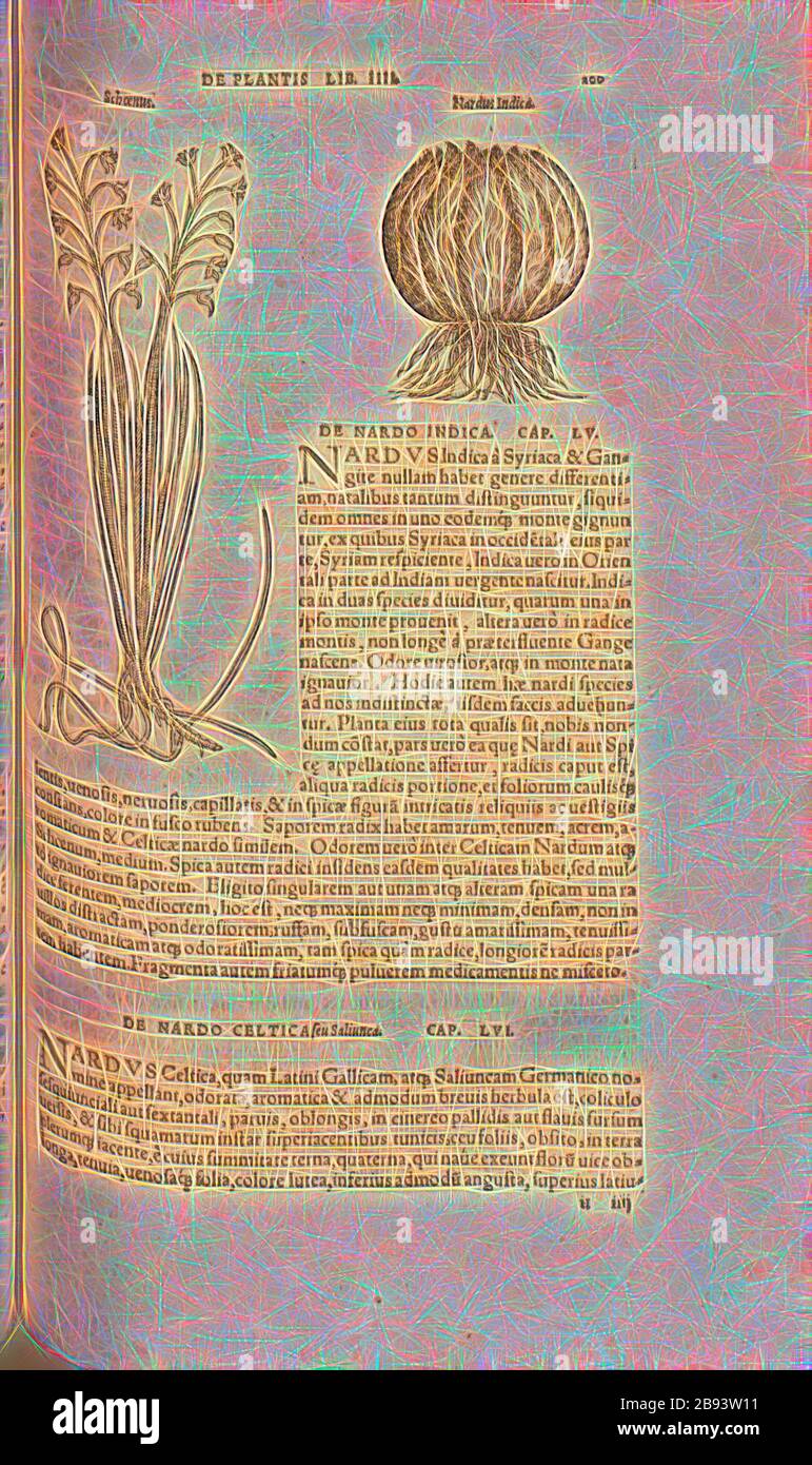 Nardus indica hi-res stock photography and images - Alamy