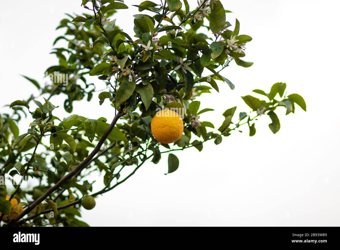 Bitter orange tree hi-res stock photography and images - Alamy