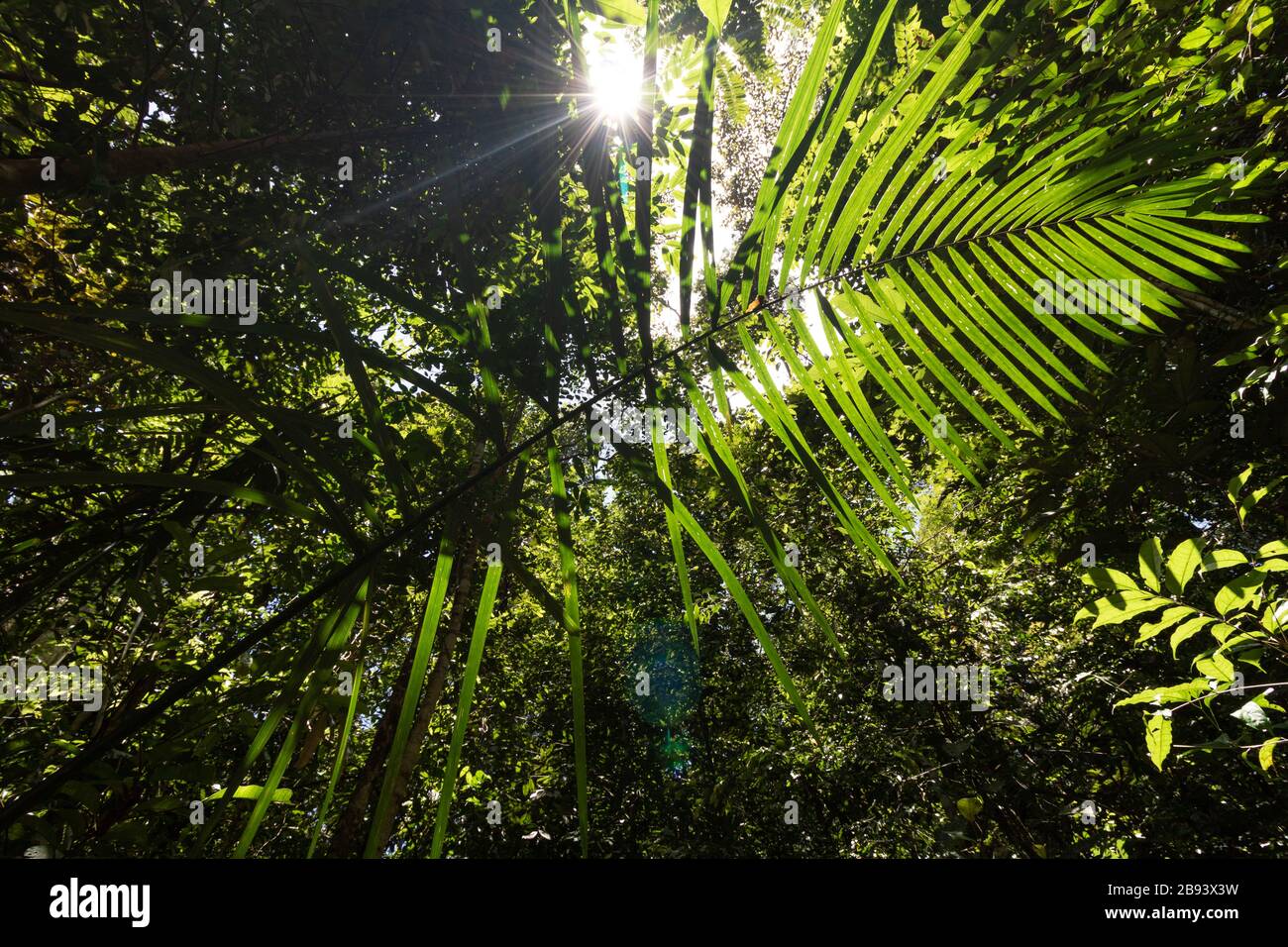 Amazon rainforest in the city of Manaus Amazonas Brasil Stock Photo - Alamy
