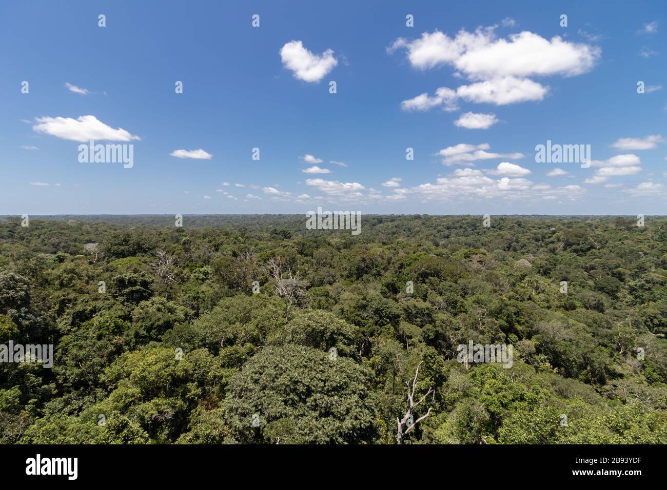 Amazon rainforest in the city of Manaus Amazonas Brasil Stock Photo - Alamy