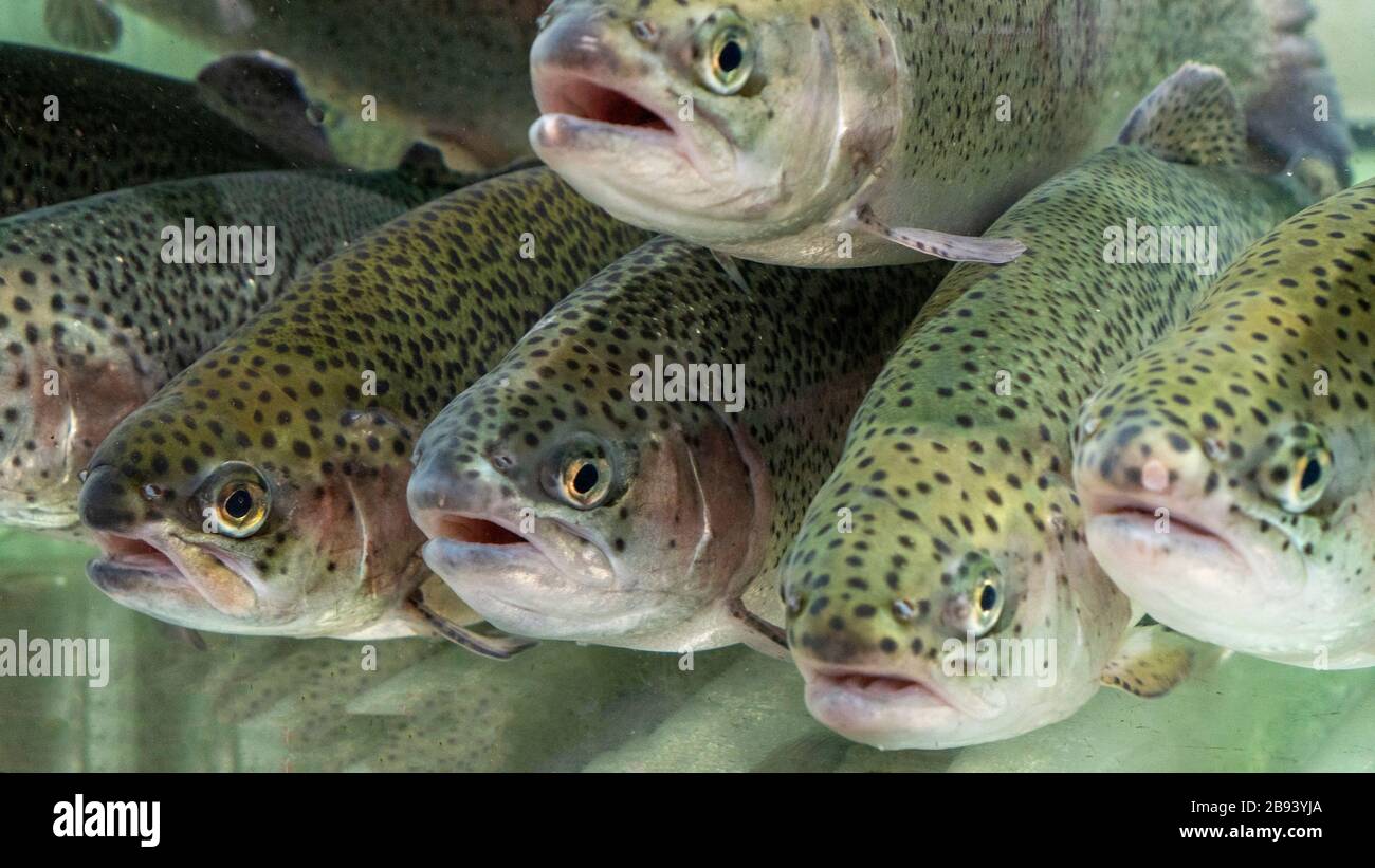 rainbow river trout in a large aquarium Stock Photo - Alamy