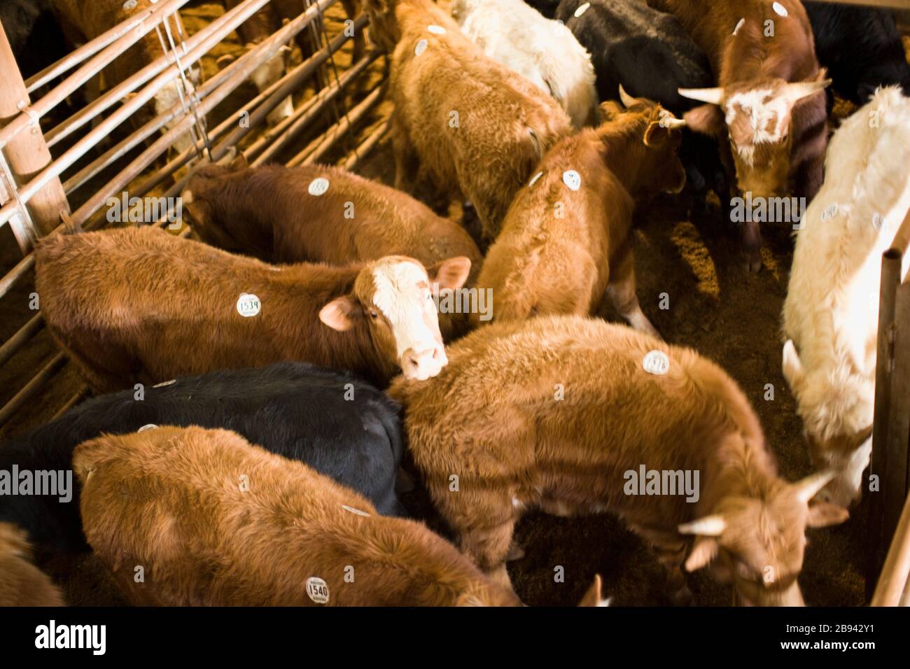 Cows in a pen Stock Photo - Alamy
