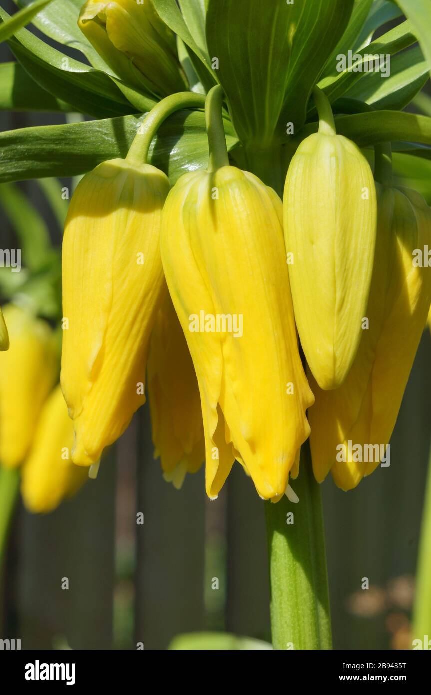 Yellow Crown imperial flower buds in the spring sunshine Stock Photo ...