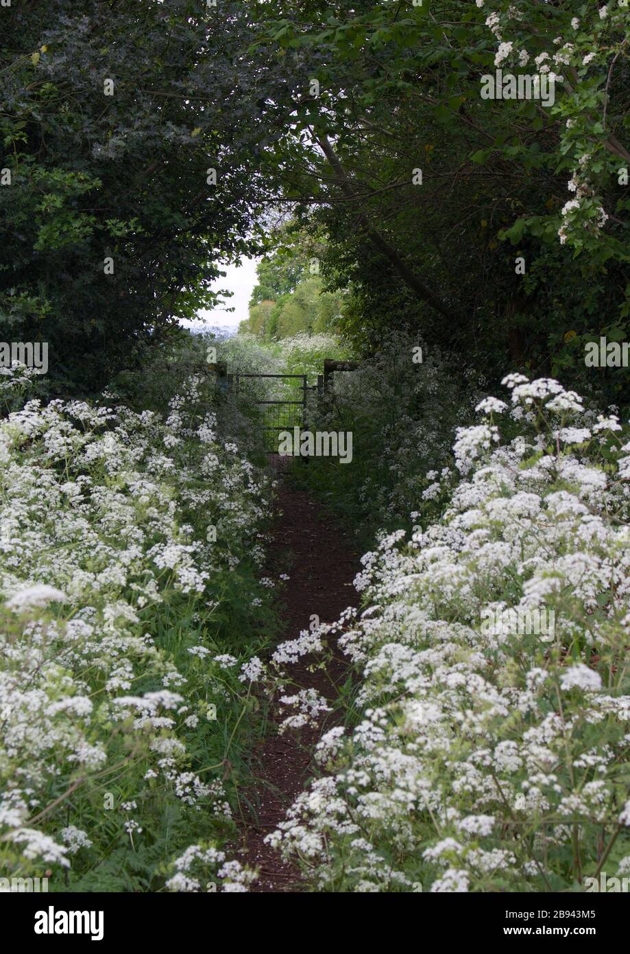 Shady field hi-res stock photography and images - Alamy