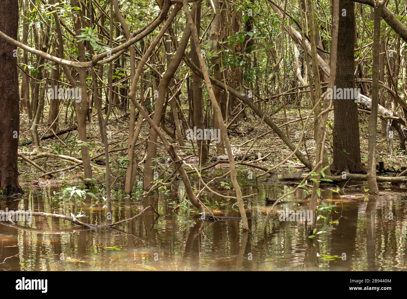 Amazon tree line hi-res stock photography and images - Alamy