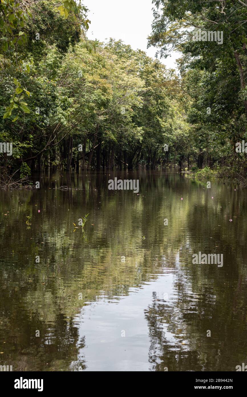 Amazon rainforest interior hi-res stock photography and images - Alamy