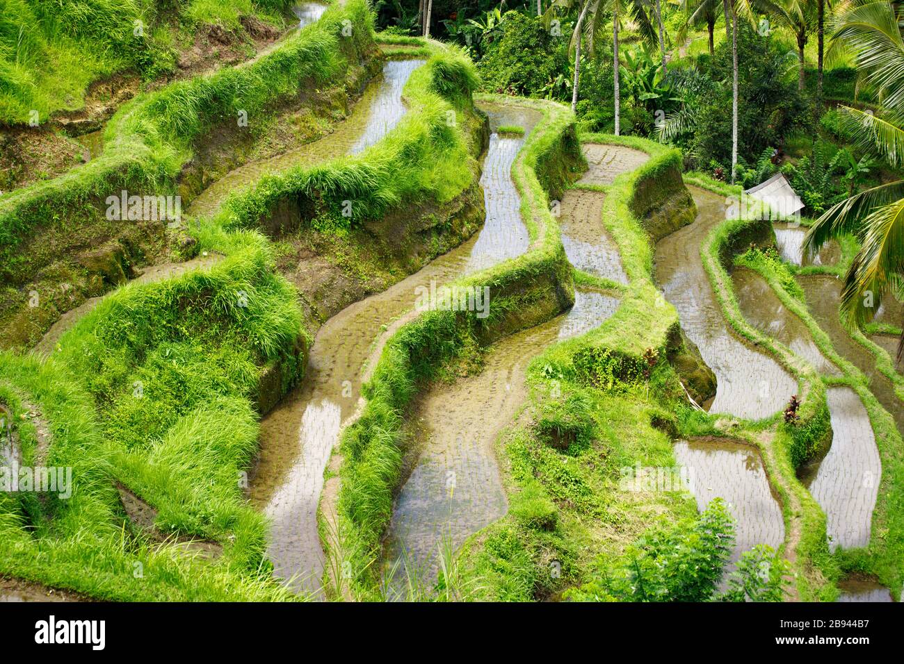 Terrace rice fields in Ubud on Bali, Indonesia Stock Photo - Alamy