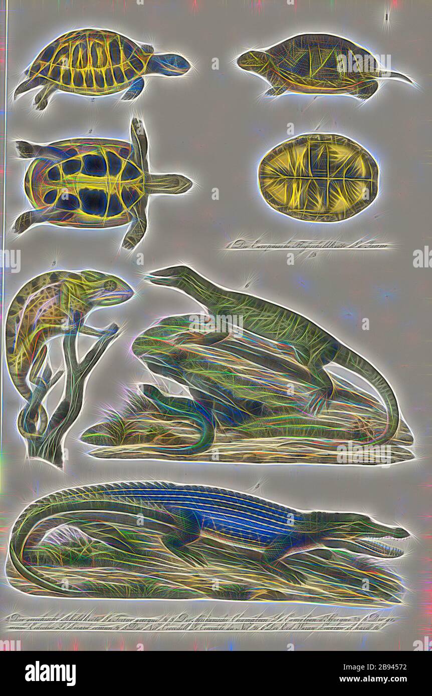 Amphibians and reptiles: river turtles, tortoises, chameleons, lizards ...