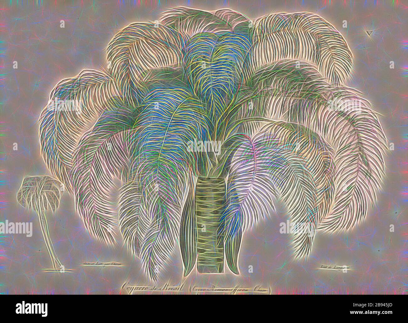 Coquero of Brazil, Cocos romanzoffiana on the island of Santa Catarina ...