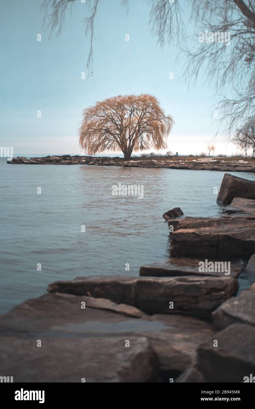 Edgewater Park Willow Tree in Cleveland Ohio Stock Photo - Alamy