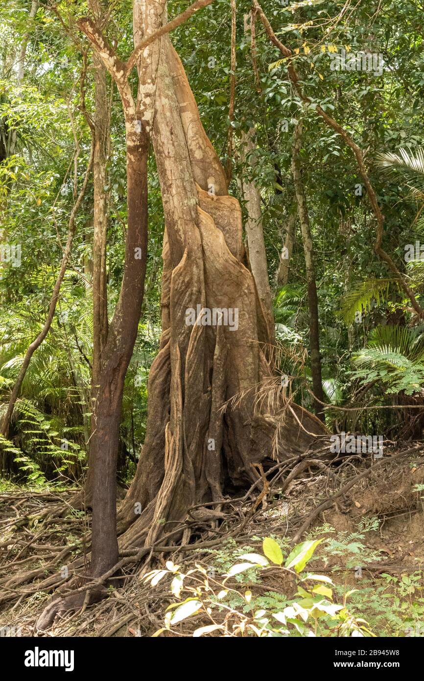 Amazon tree line hi-res stock photography and images - Alamy