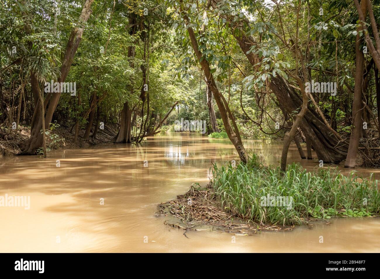 Amazon rainforest interior hi-res stock photography and images - Alamy