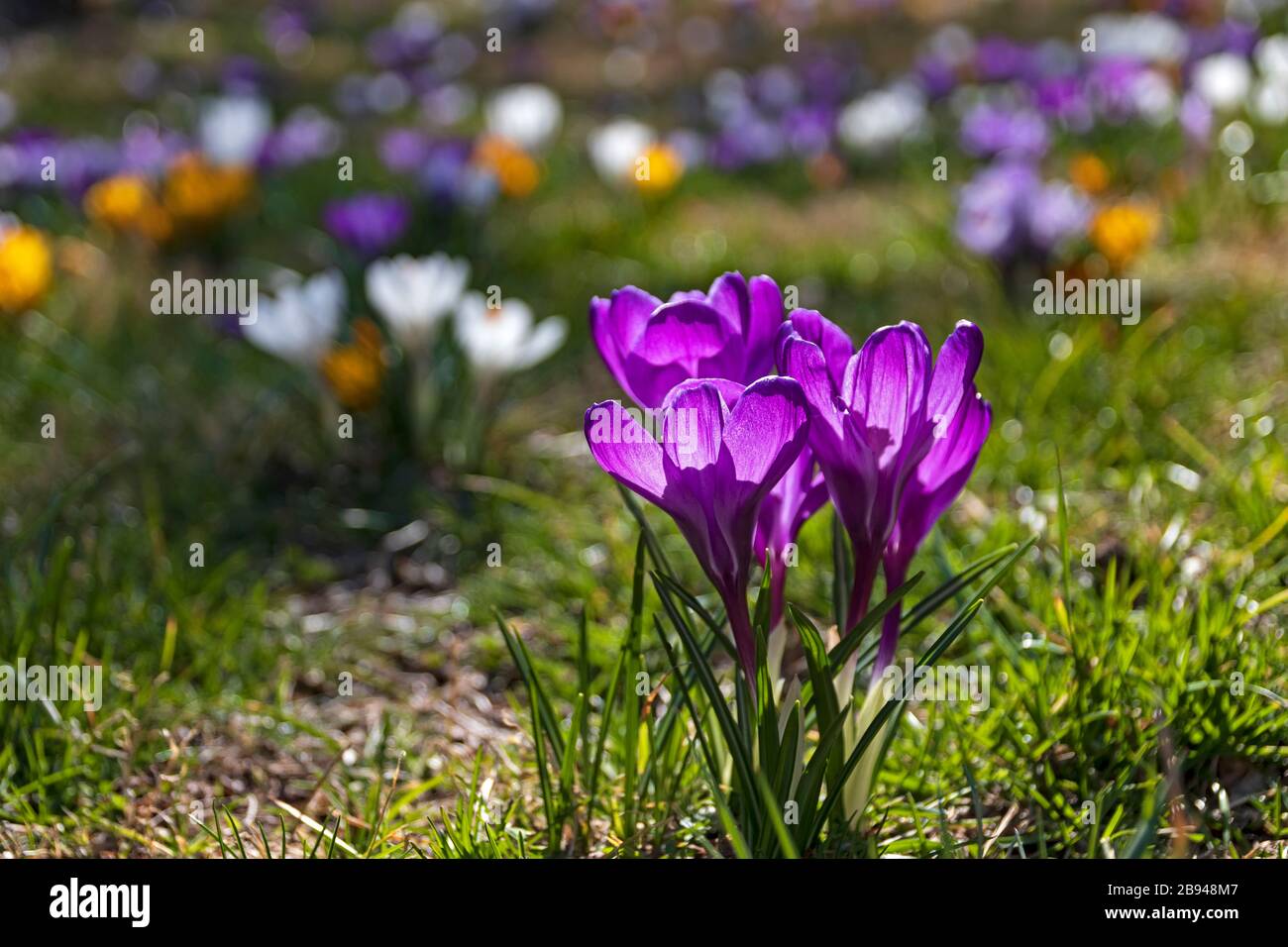 Purple crocus - signs of spring Stock Photo - Alamy