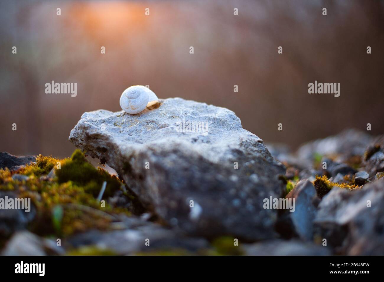 Common snail shell on a stone, sunset on background Stock Photo - Alamy