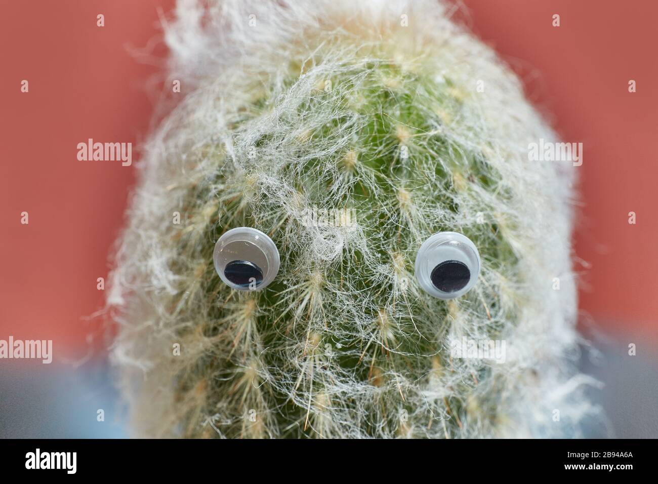 Cactus with eyes hi-res stock photography and images - Alamy