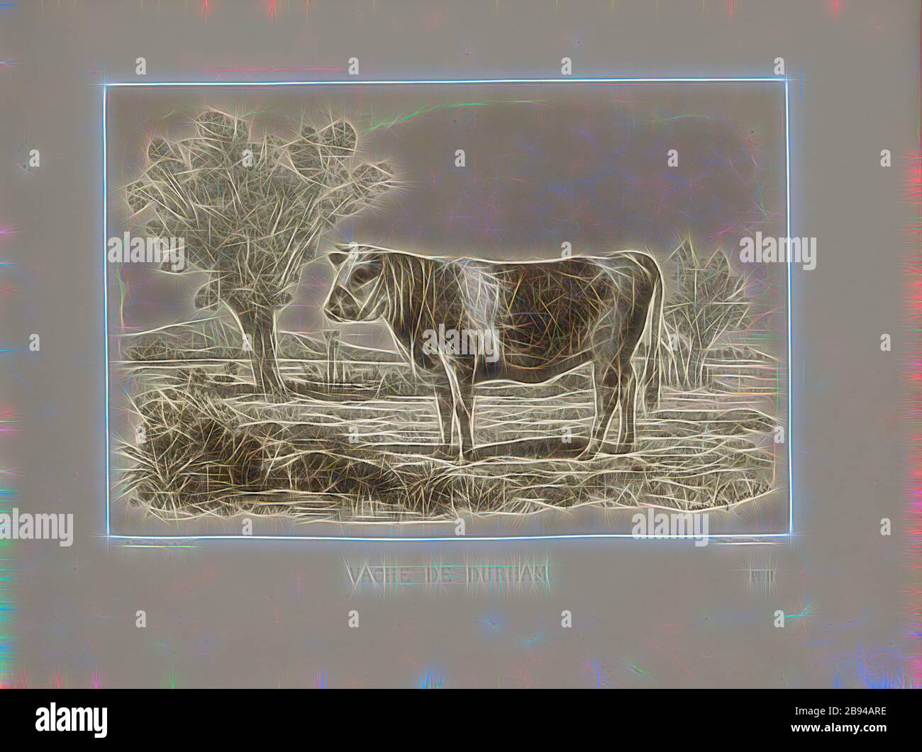 Durham cow 1 hi-res stock photography and images - Alamy