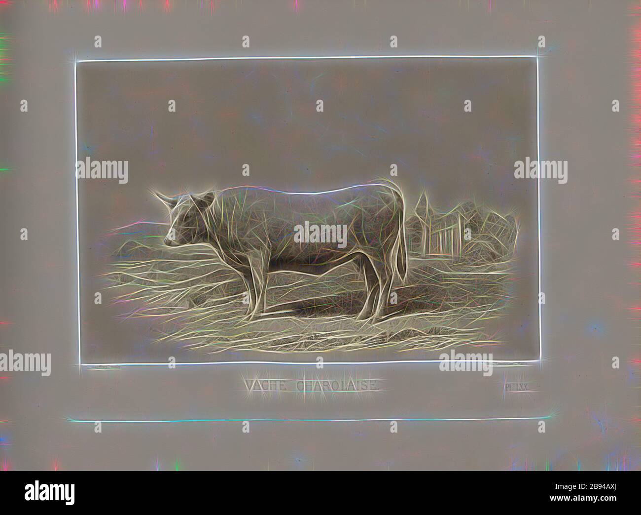 Les races bovines hi-res stock photography and images - Alamy