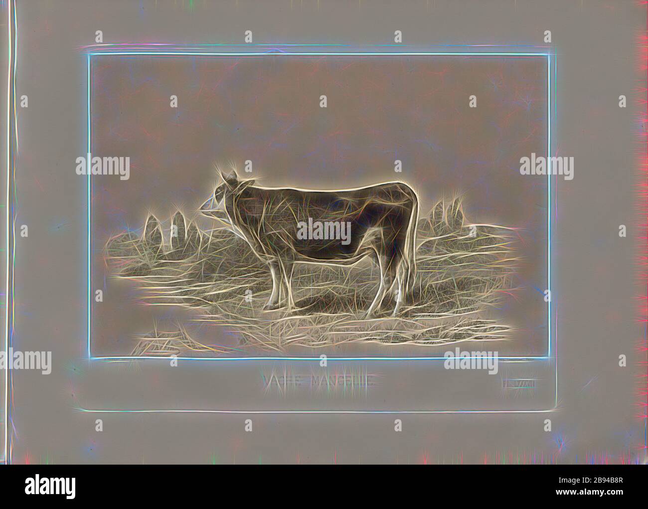 Cow mancelle hi-res stock photography and images - Alamy