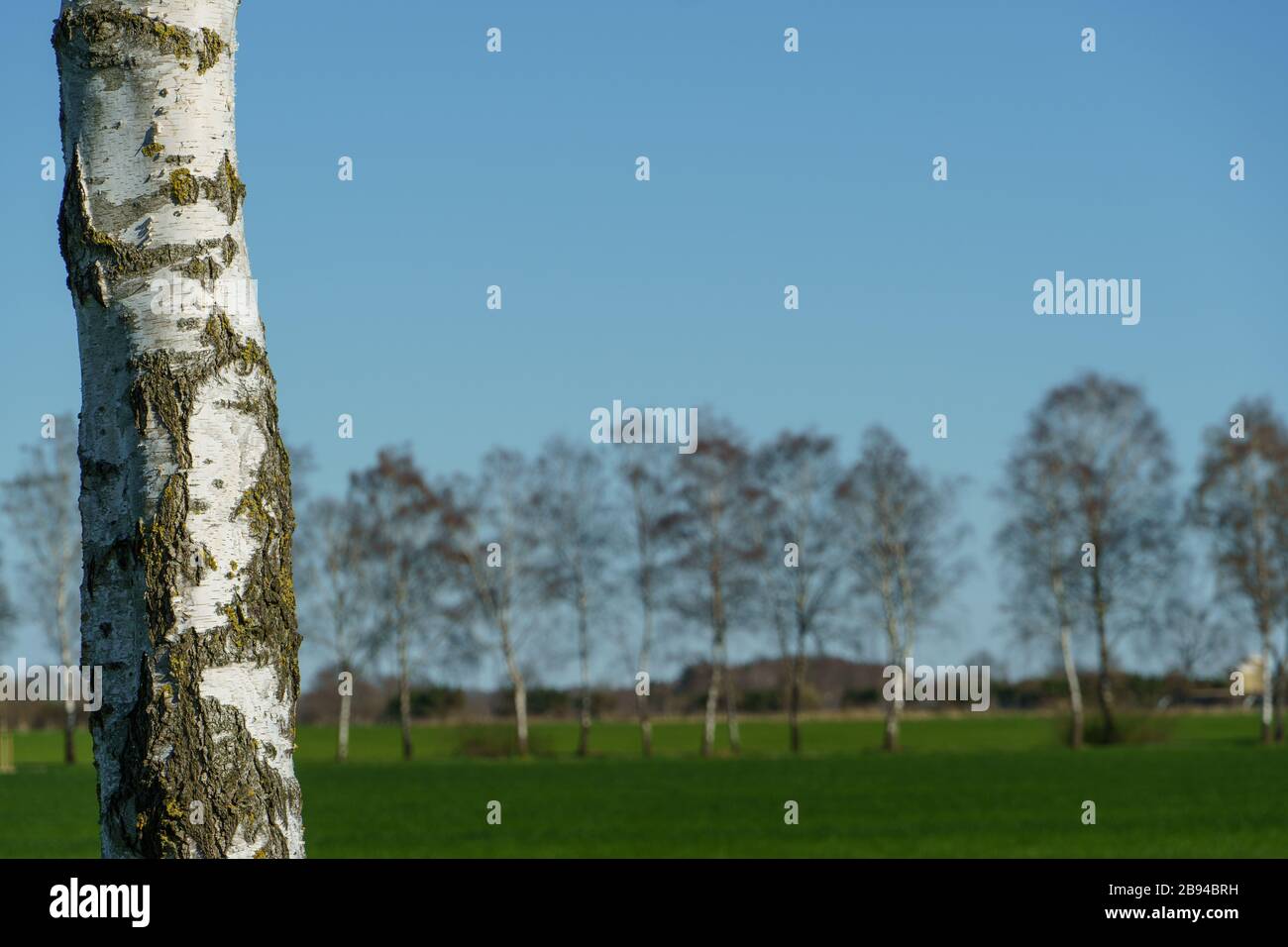 trees in germany Stock Photo - Alamy