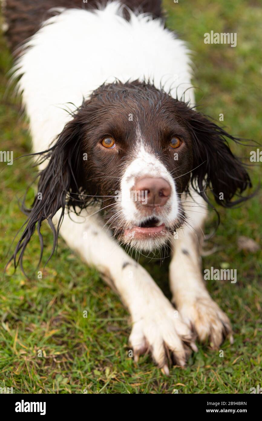 English Springer Spaniel Stock Photo - Alamy