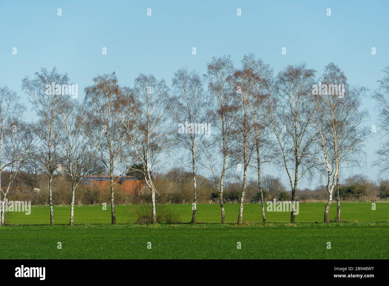 trees in germany Stock Photo - Alamy
