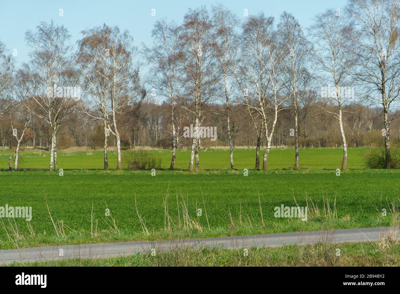 trees in germany Stock Photo - Alamy