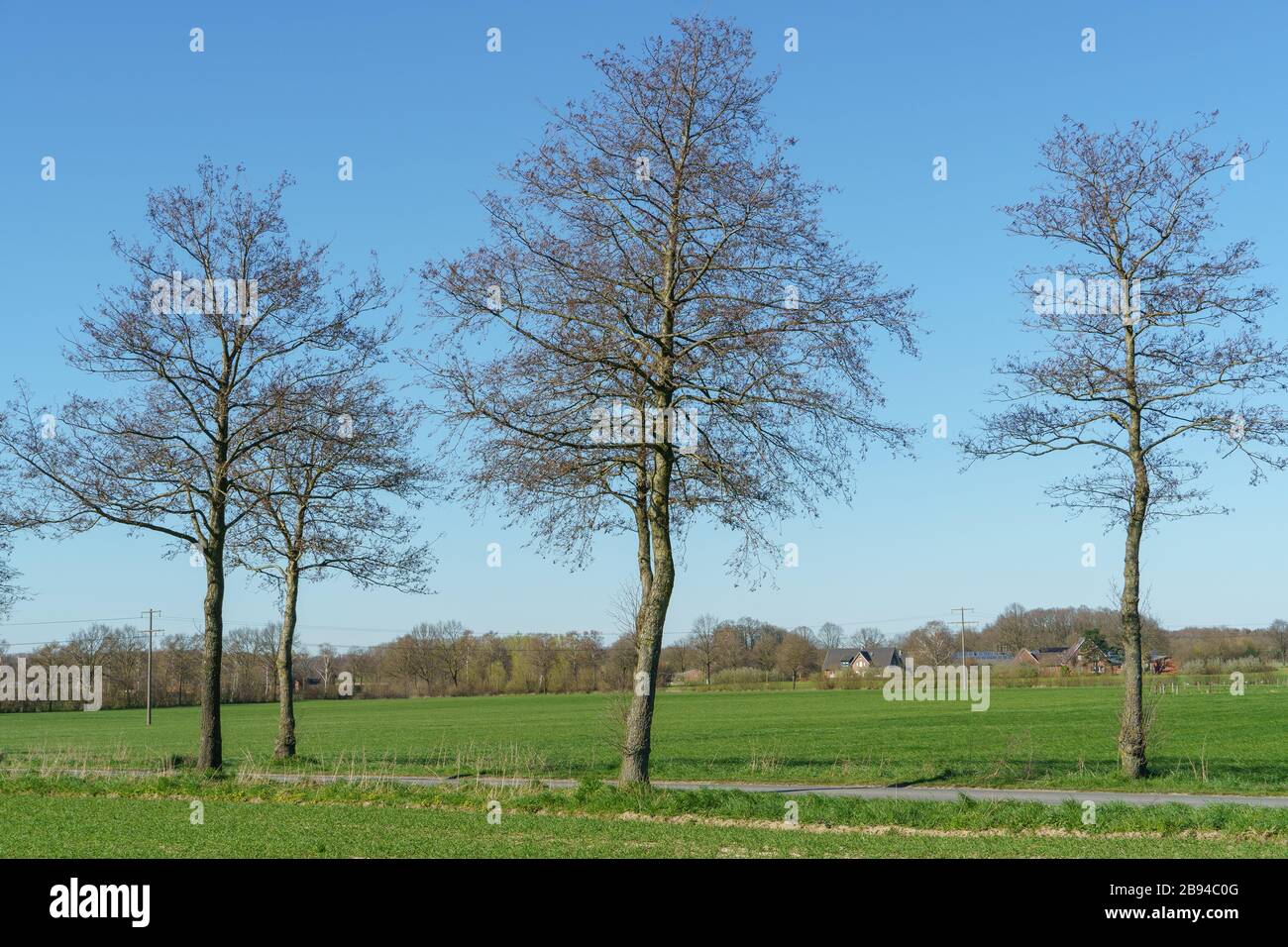 trees in germany Stock Photo - Alamy