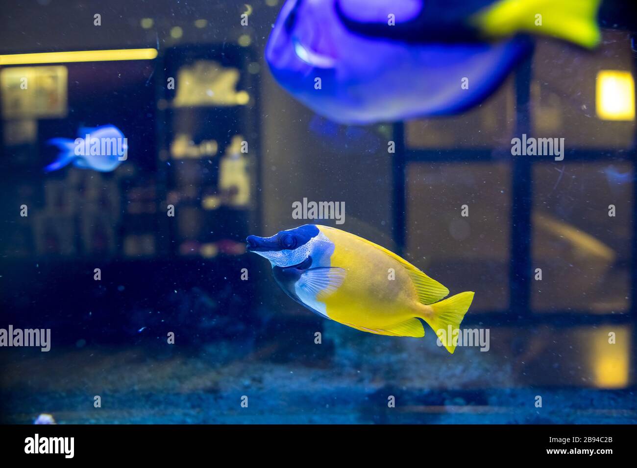 Yellow foxface rabbitfish with blurred background.Foxface Rabbitfish ...