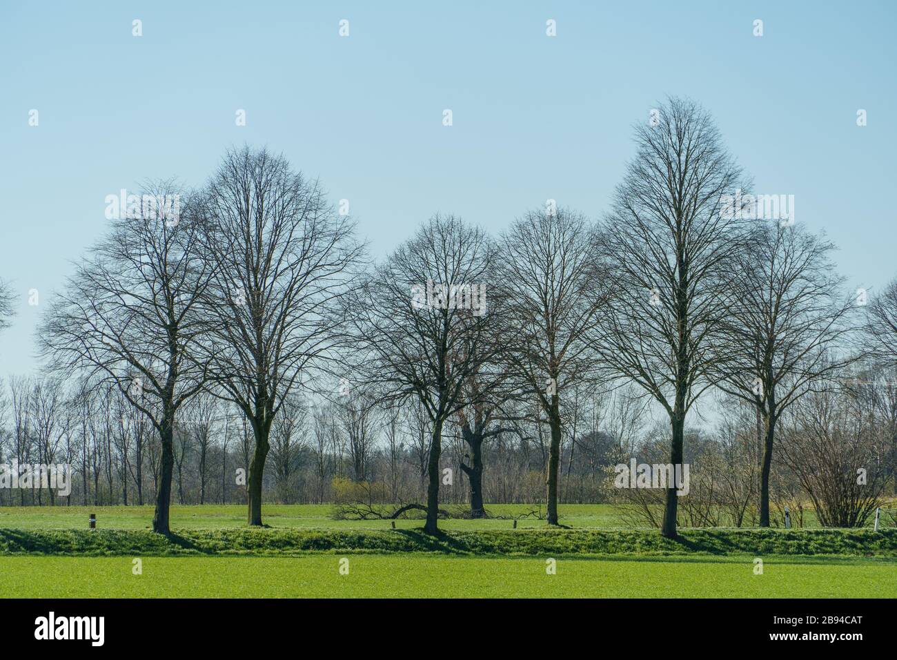 trees in germany Stock Photo - Alamy