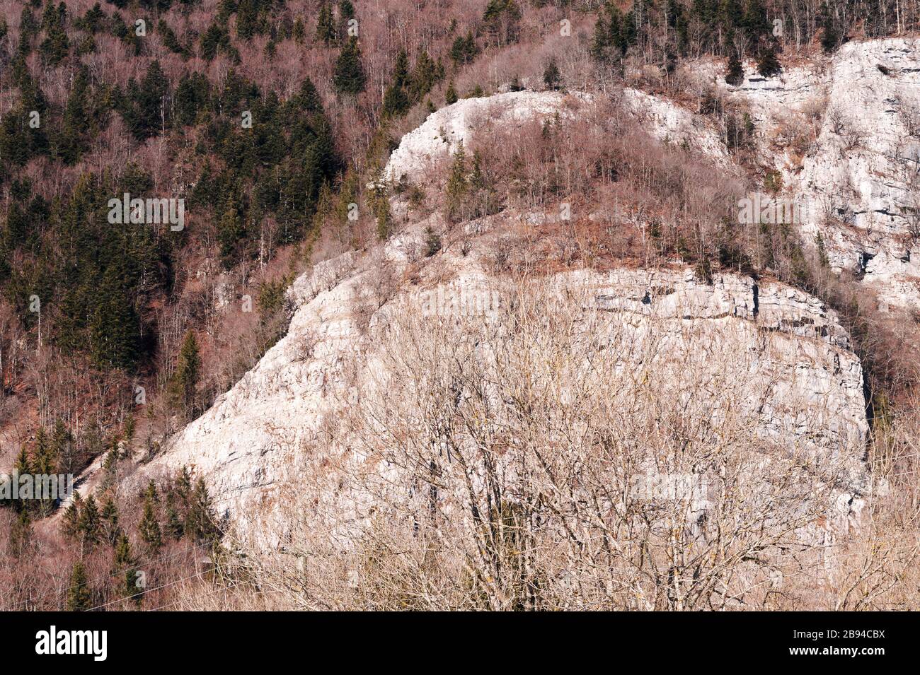 Steep rocky cliff with a mixture of evergreen trees and bare trees in ...