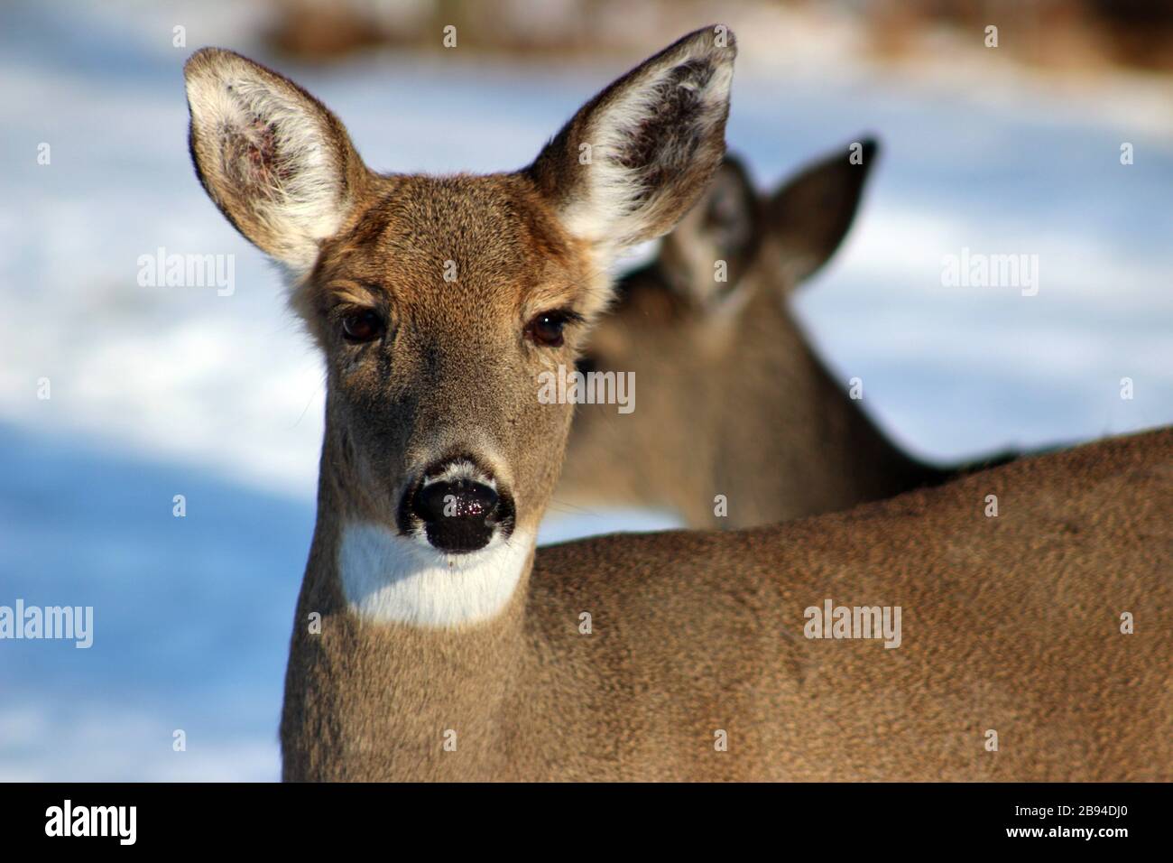 Whitetail Deer Whitetail Deer Yearling Whitetail Doe Doe High ...