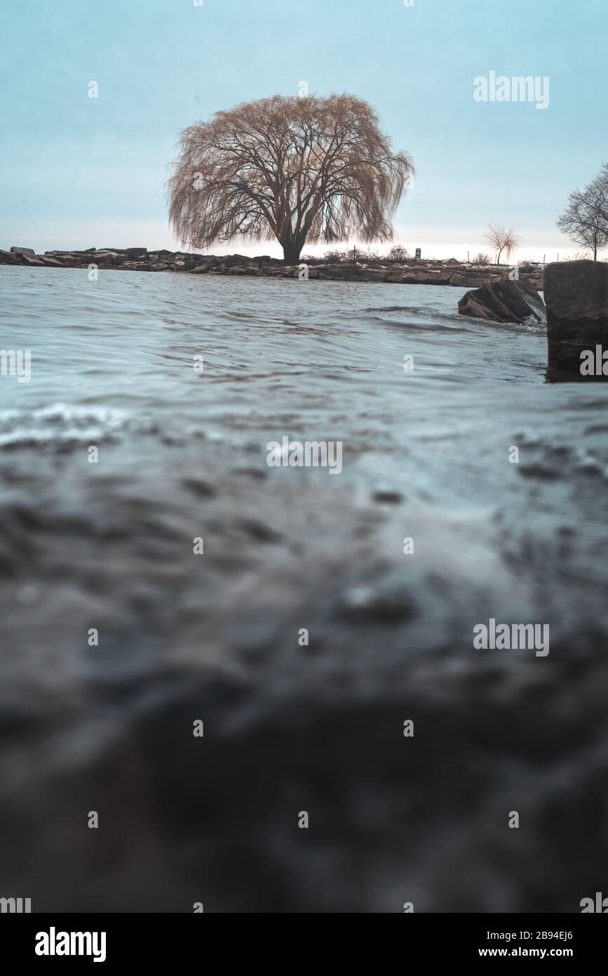 Edgewater Park Willow Tree in Cleveland Ohio Stock Photo - Alamy