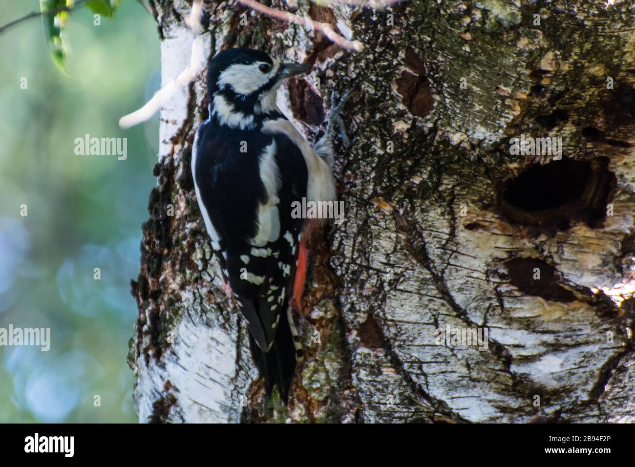 Den building forest hi-res stock photography and images - Alamy