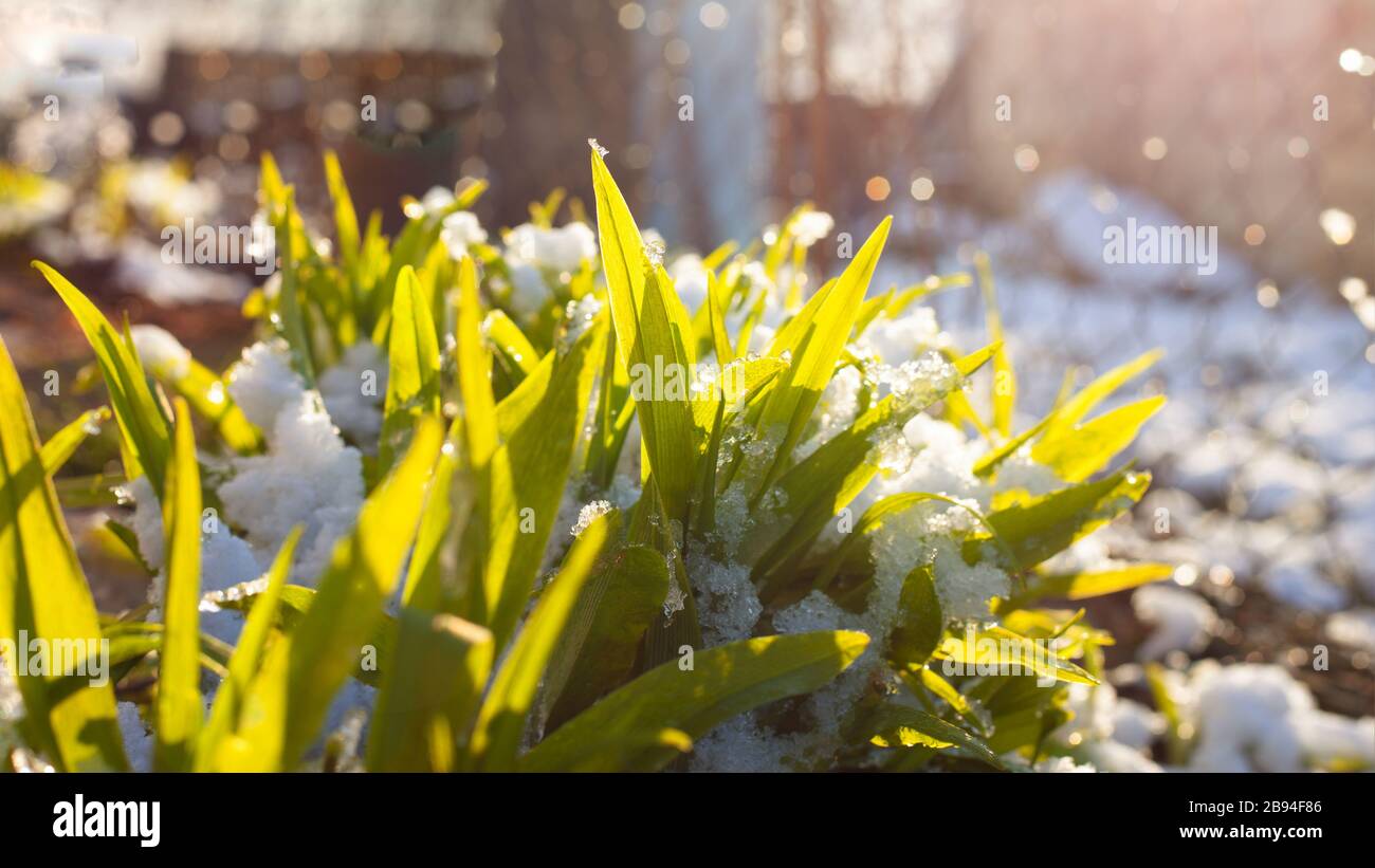 the first sprouts of spring flowers grow from under the snow in the ...
